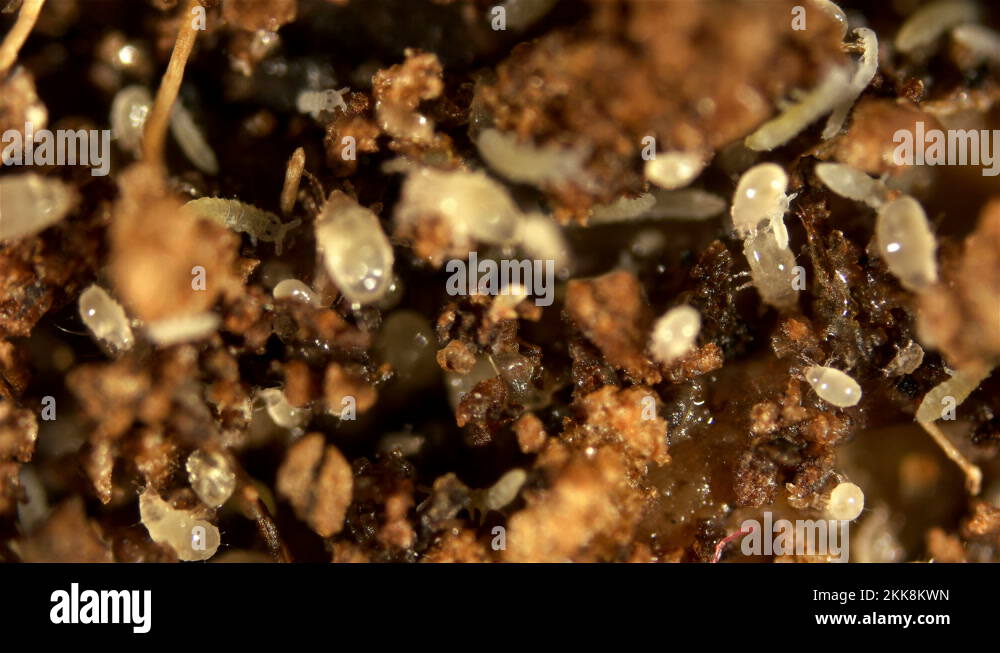 Colony acari (mite) Acarus sp. and Collembola under the microscope ...