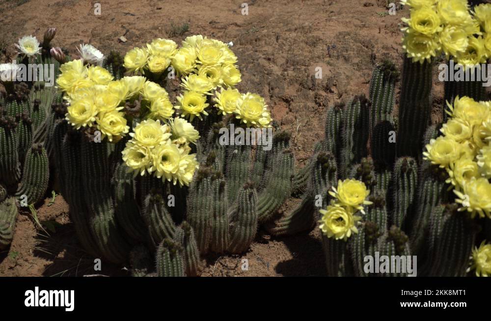 Nopal flower Stock Videos & Footage - HD and 4K Video Clips - Alamy