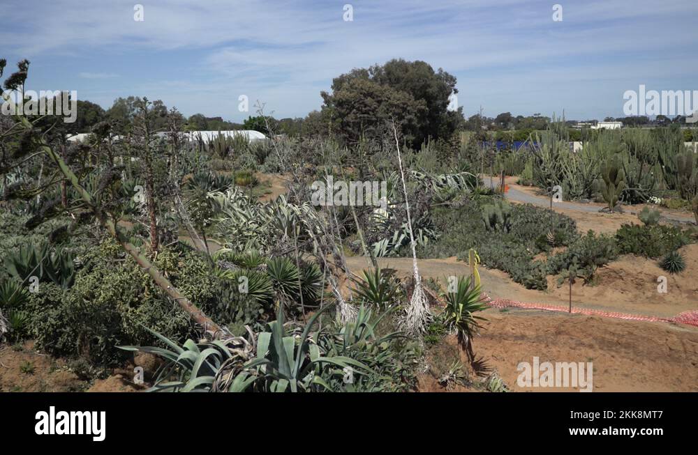 Cactus field desert Stock Videos & Footage - HD and 4K Video Clips - Alamy