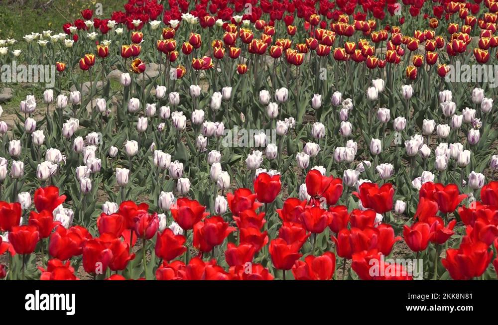 Types of field Stock Videos & Footage - HD and 4K Video Clips - Alamy