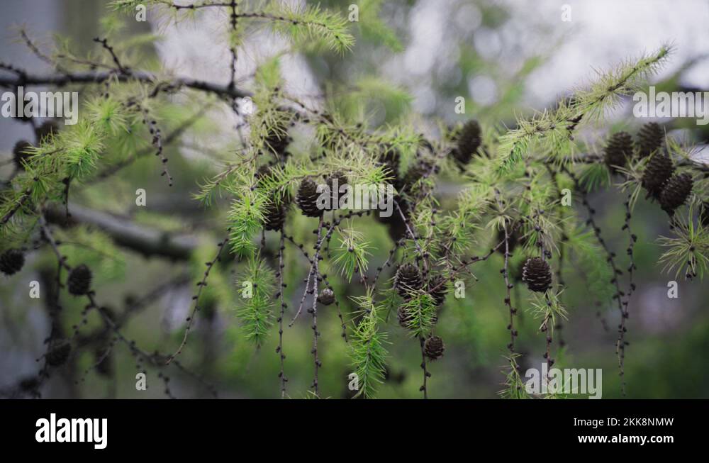 Larch tree wood texture Stock Videos & Footage - HD and 4K Video Clips ...