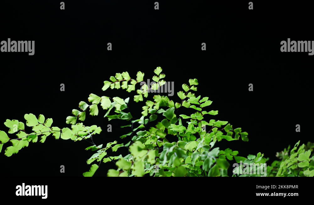 Chinese fern Stock Videos & Footage - HD and 4K Video Clips - Alamy