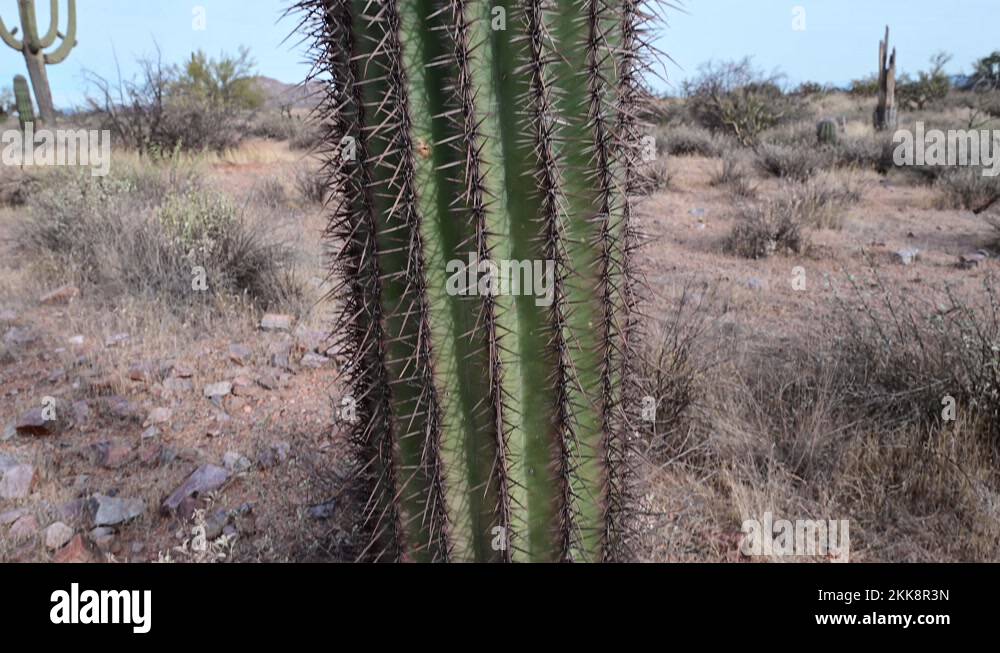 Saguaro cactus in south Stock Videos & Footage - HD and 4K Video Clips ...