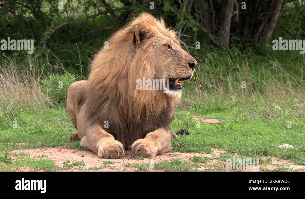 Adult male lion sitting Stock Videos & Footage - HD and 4K Video Clips ...