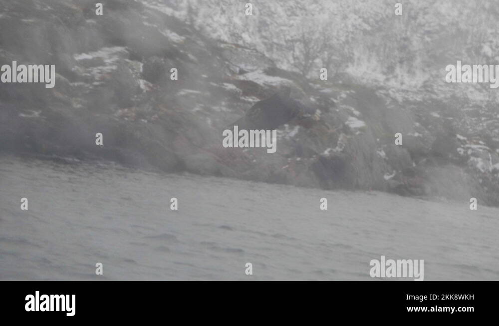 Falcon catching fish Stock Videos & Footage - HD and 4K Video Clips - Alamy