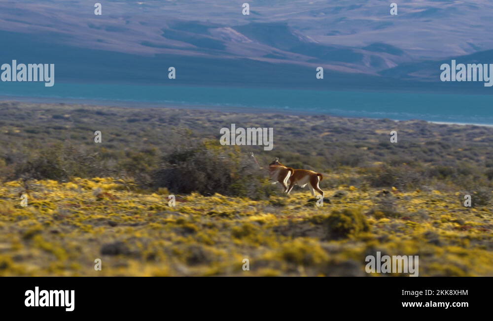 Plain animals Stock Videos & Footage - HD and 4K Video Clips - Alamy
