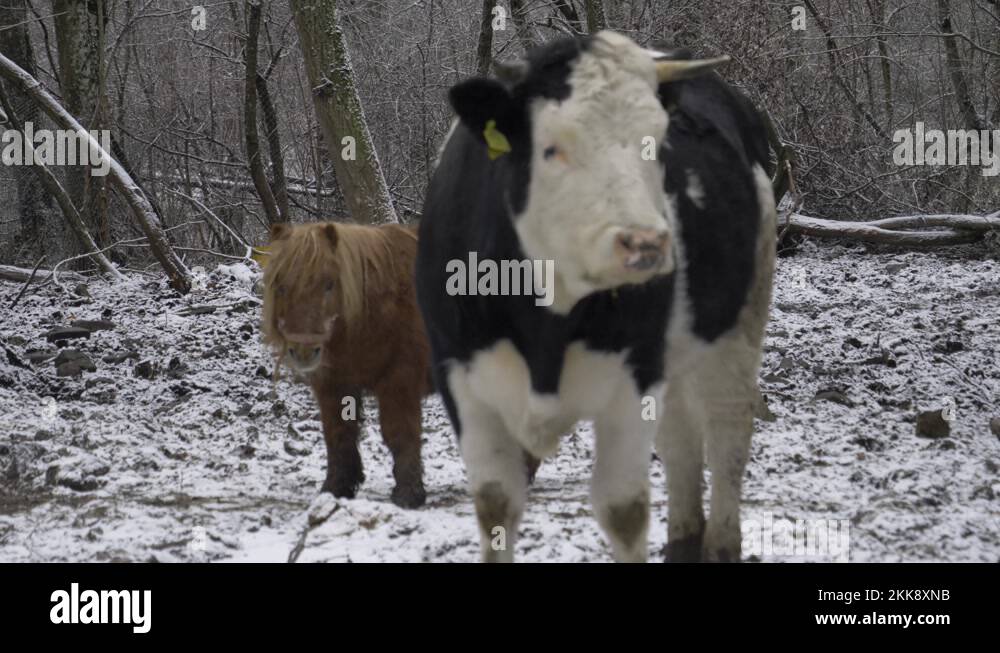 Cow and pony Stock Videos & Footage - HD and 4K Video Clips - Alamy