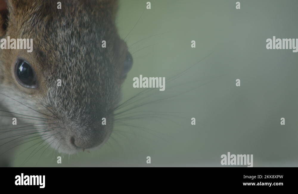Squirrels face Stock Videos & Footage - HD and 4K Video Clips - Alamy
