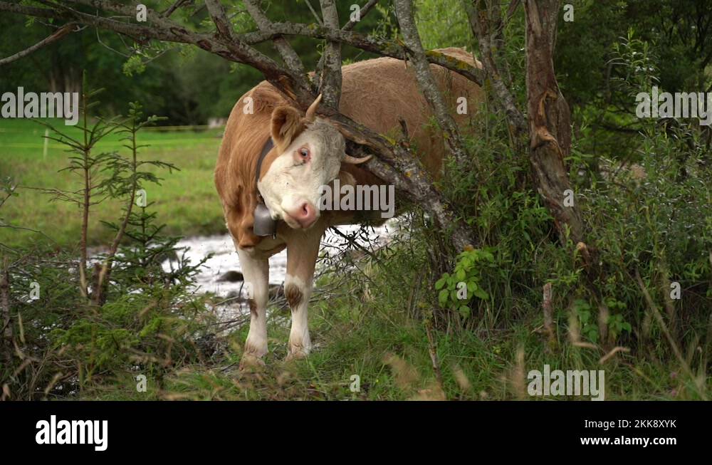 Cow in tree Stock Videos & Footage - HD and 4K Video Clips - Alamy