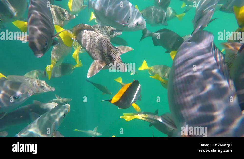 Tropical fish cabo san lucas Stock Videos & Footage - HD and 4K Video ...