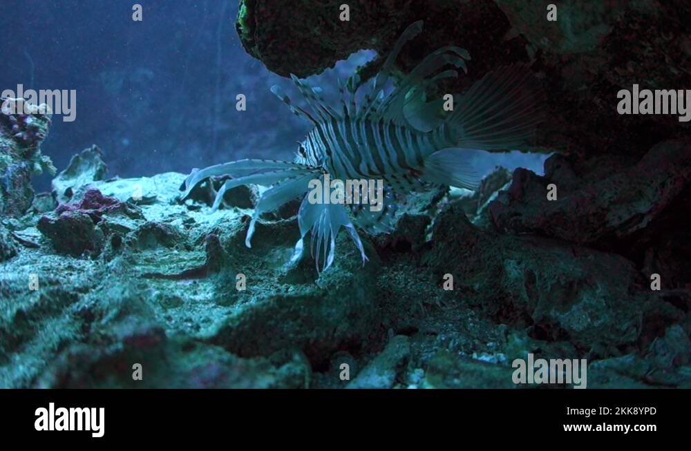 Nocturnal Common Lionfish Shelters Under Rocky Ledge on Tropical Coral ...