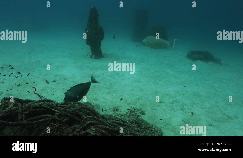 Underwater structure Stock Videos & Footage - HD and 4K Video Clips - Alamy