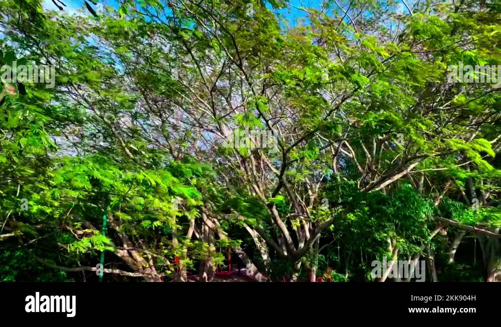 The sacred plant of Ceiba in Campeche Stock Video Footage - Alamy