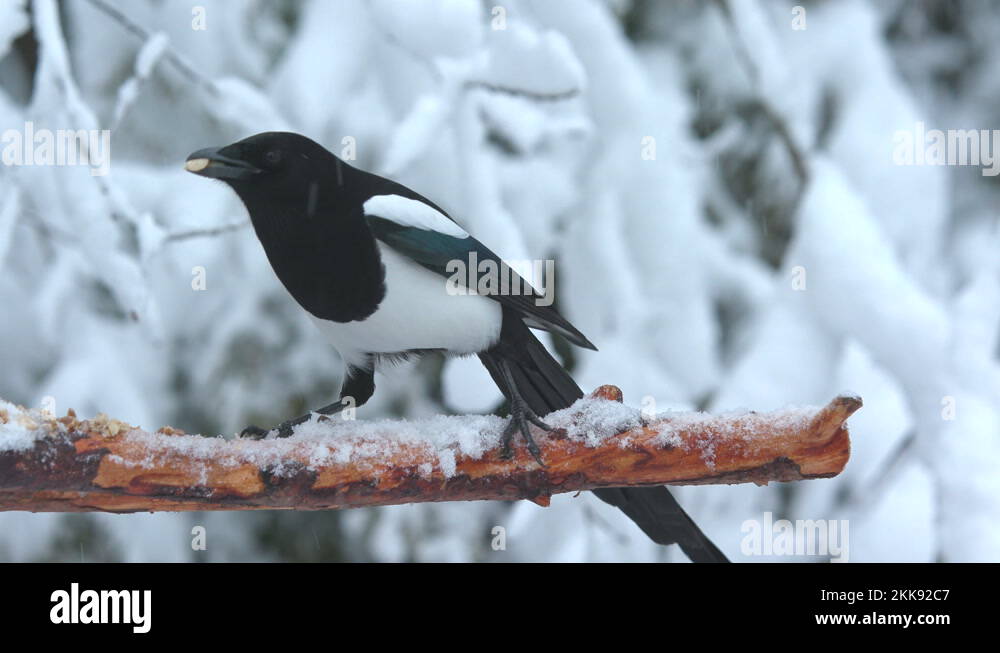 magpie jackdaw bird crow on trunk feeding snow weather winter forest ...