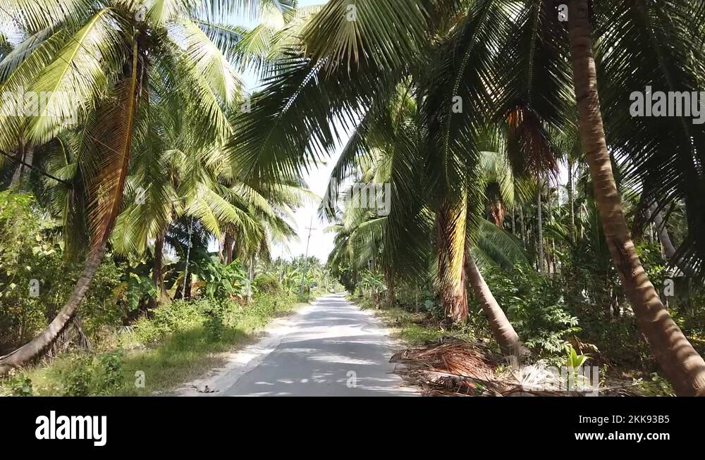 Coconuts in line on tree Stock Videos & Footage - HD and 4K Video Clips ...