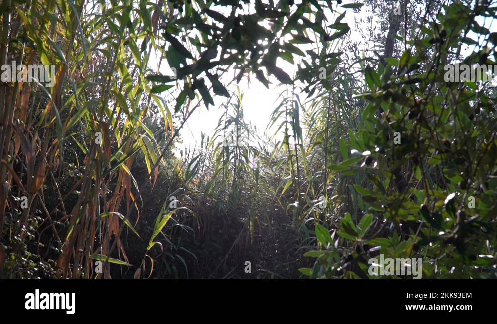Forest olive tree Stock Videos & Footage - HD and 4K Video Clips - Alamy