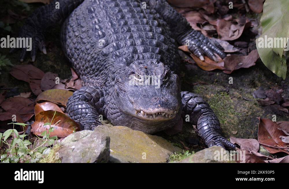 Chinese alligator alligator sinensis Stock Videos & Footage - HD and 4K ...
