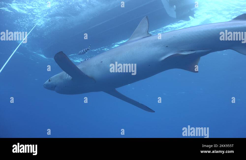 Blue shark swimming in front of the camera with a diving boat anchored ...