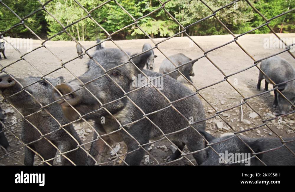 Pig behind mesh fence Stock Videos & Footage - HD and 4K Video Clips ...
