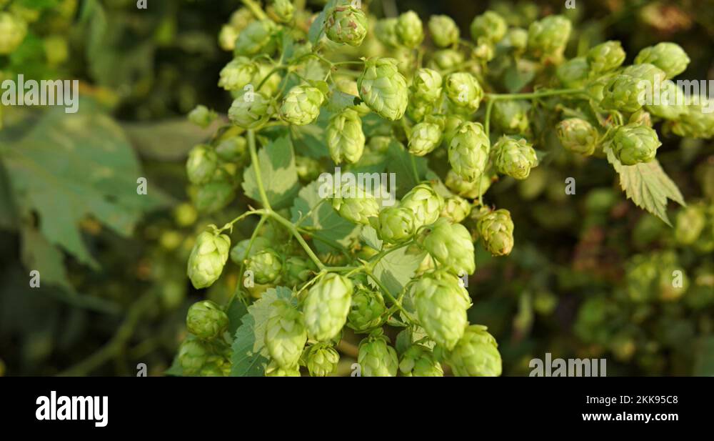 Flowers hops leaves vine hop Stock Videos & Footage - HD and 4K Video ...