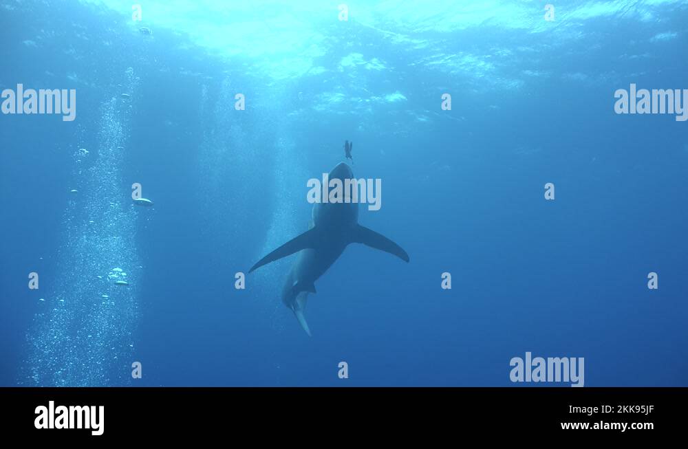 Blue shark swimming over the camera and through air bubbles from scuba ...