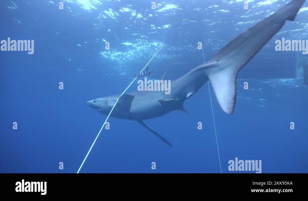 Blue shark closing it's eye for protection as he passes a line from a ...