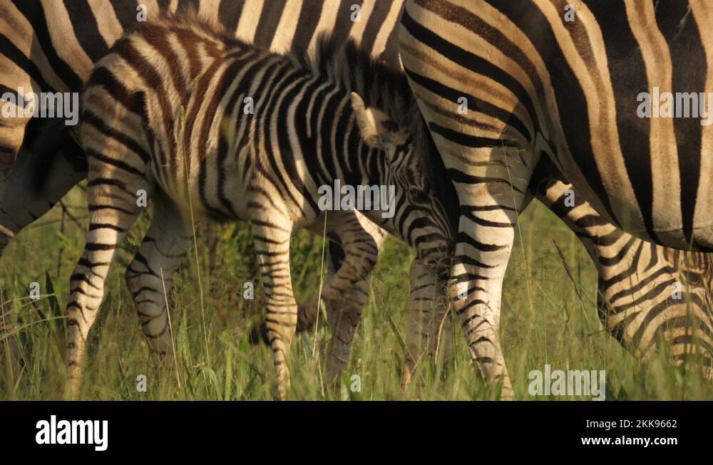 Baby zebra suckling mother Stock Videos & Footage - HD and 4K Video ...