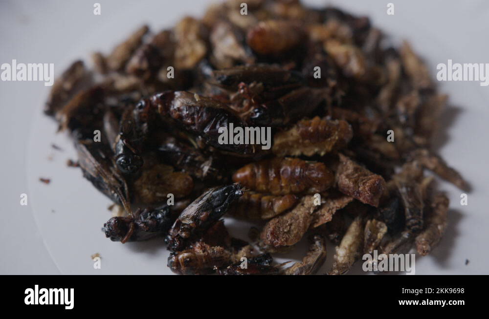 Indigenous insects Stock Videos & Footage - HD and 4K Video Clips - Alamy