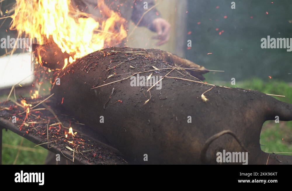 Hog hair Stock Videos & Footage - HD and 4K Video Clips - Alamy