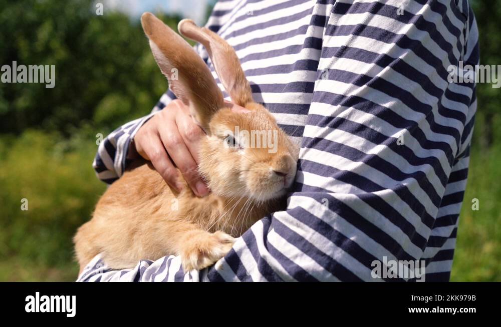 a young girl of Caucasian ethnicity holds a red fluffy cute rabbit in ...