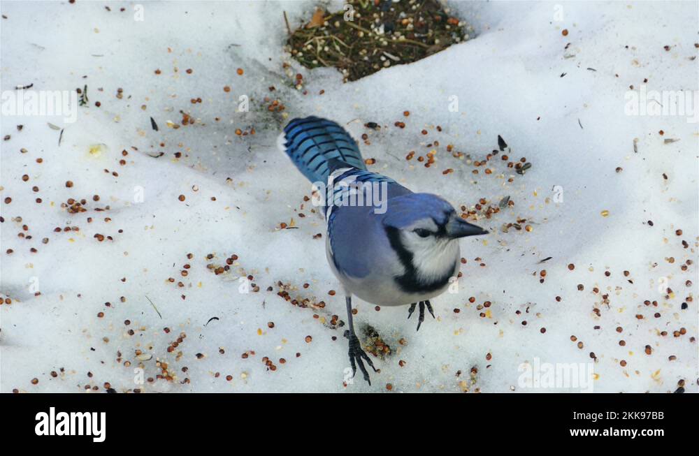 Snow white blue bird Stock Videos & Footage - HD and 4K Video Clips - Alamy