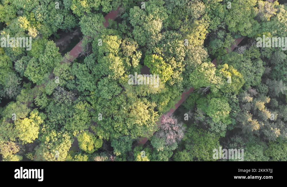 4k aerial stock top down footage of Park with trees, people walking ...
