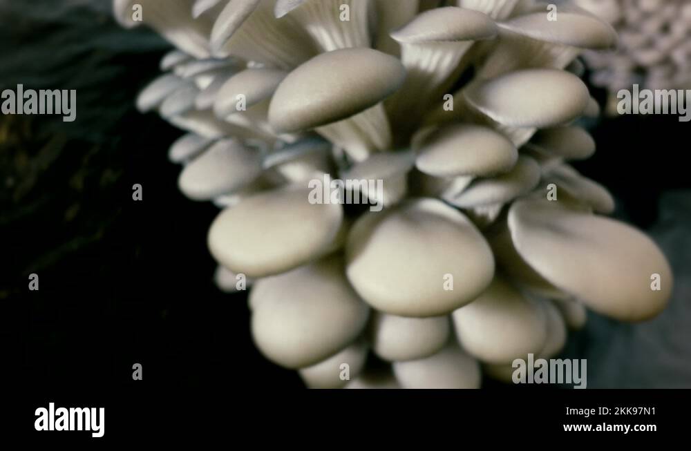 Mushrooms time lapse. Wow effect. Mycelium pattern Stock Video Footage ...