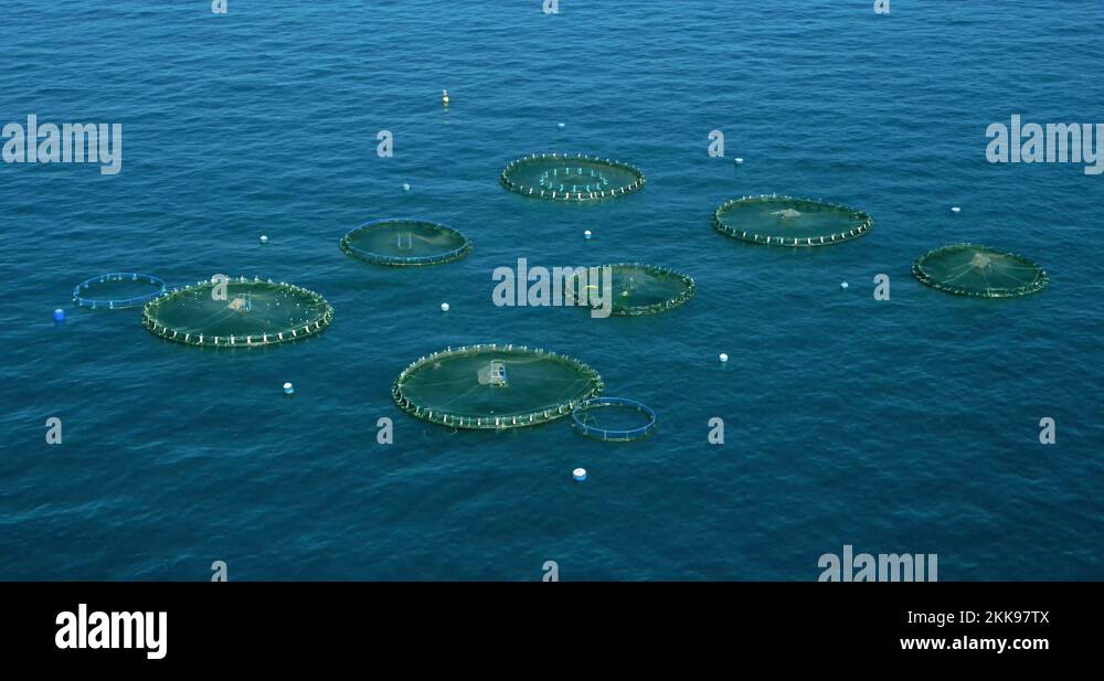 Tenerife food fish Stock Videos & Footage - HD and 4K Video Clips - Alamy