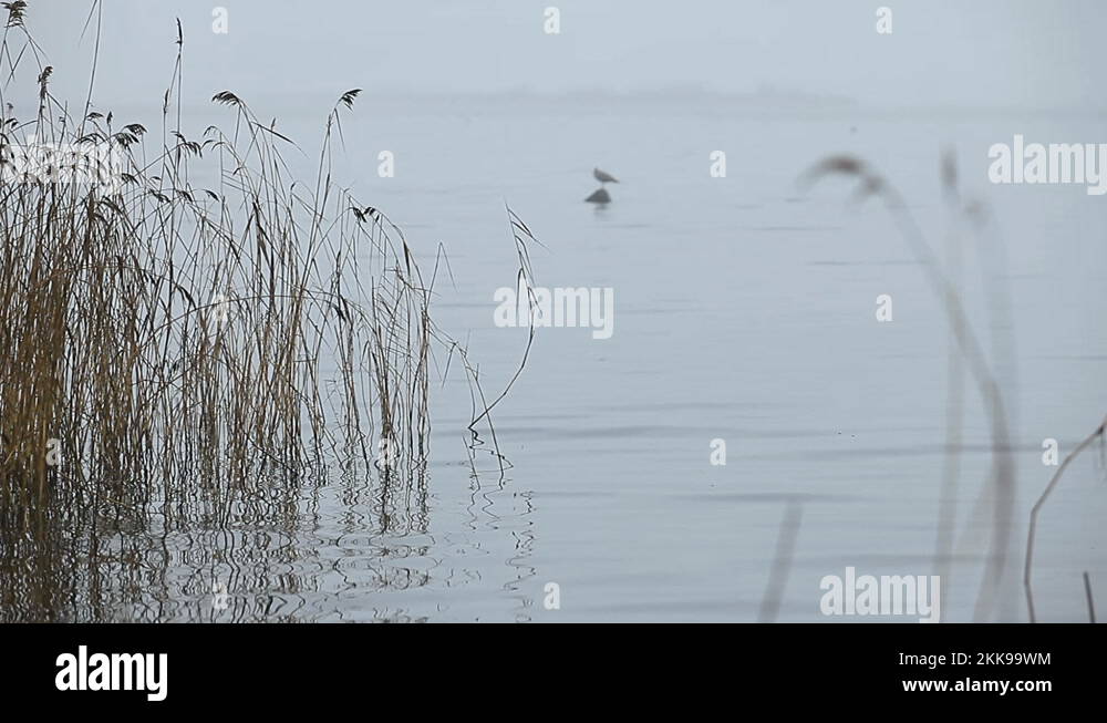 A silent bird Stock Videos & Footage - HD and 4K Video Clips - Alamy