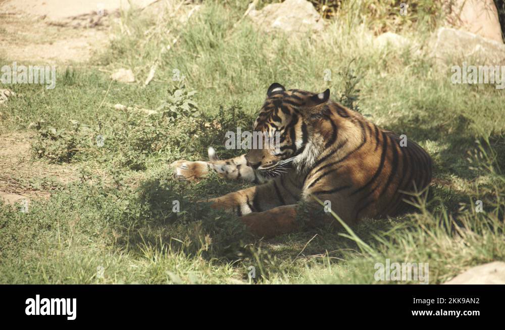 Regal animals Stock Videos & Footage - HD and 4K Video Clips - Alamy