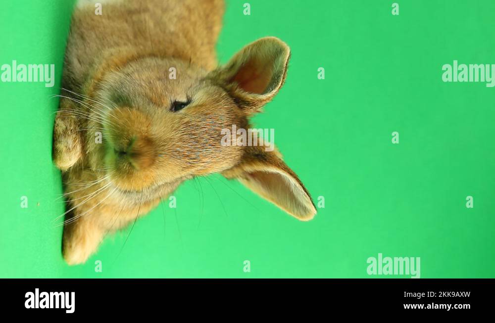Brown cute fluffy brown rabbit sits on a green background and wiggles ...