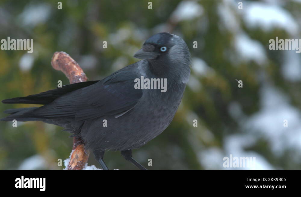 Crow eyes Stock Videos & Footage - HD and 4K Video Clips - Alamy