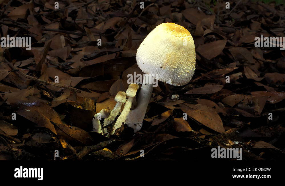 Spherical fungus Stock Videos & Footage - HD and 4K Video Clips - Alamy