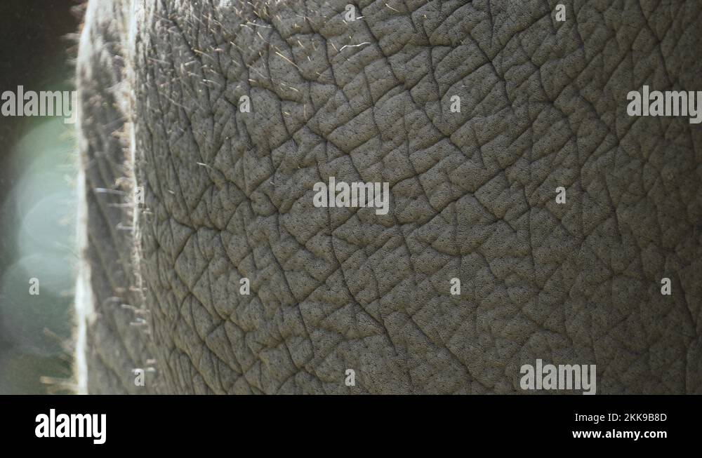 Elephant skin pattern Stock Videos & Footage - HD and 4K Video Clips ...