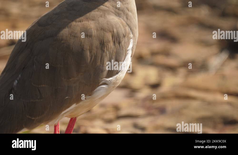 Closeup Tilt Down from Head of Crowned Lapwing Bird to Feet and Tilt Up ...