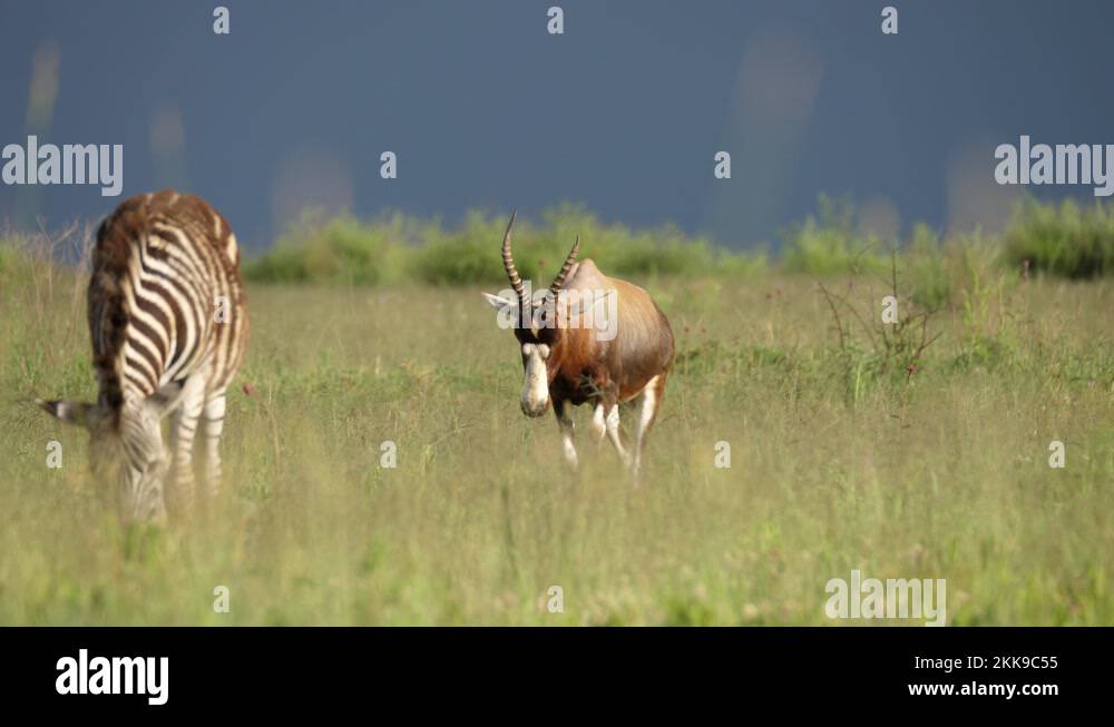 Rietvlei nature reserve Stock Videos & Footage - HD and 4K Video Clips ...