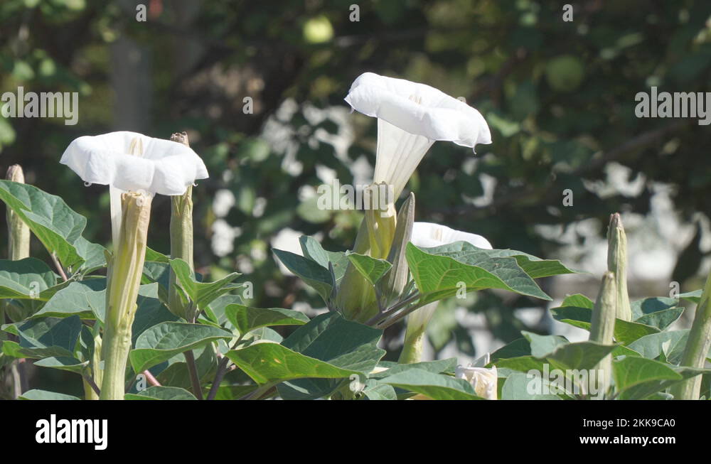White tubular flower Stock Videos & Footage - HD and 4K Video Clips - Alamy