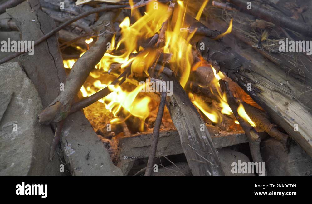 Logs burned slowly by a strong fire in the forest. The fire is bright ...