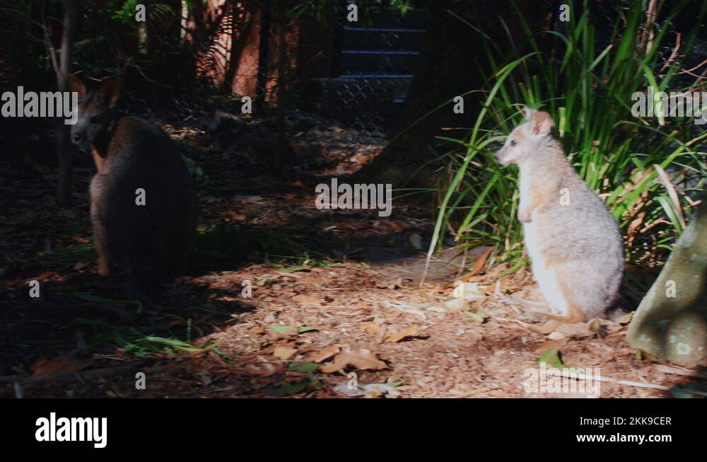 Wallaby joeys Stock Videos & Footage - HD and 4K Video Clips - Alamy