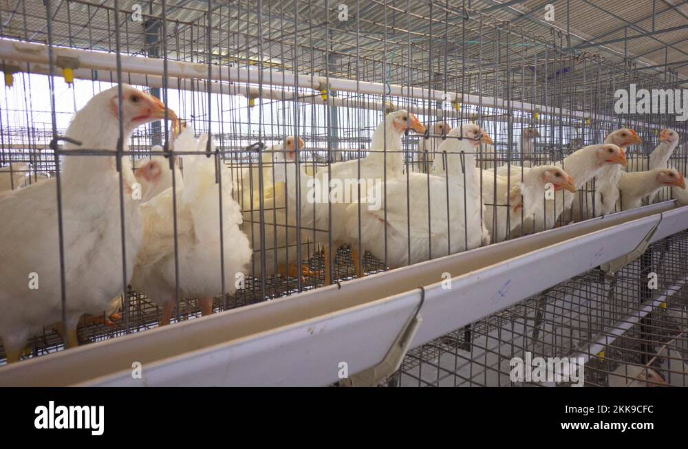 Female chicken inside mesh fenced broiler chicken breeding farm ...