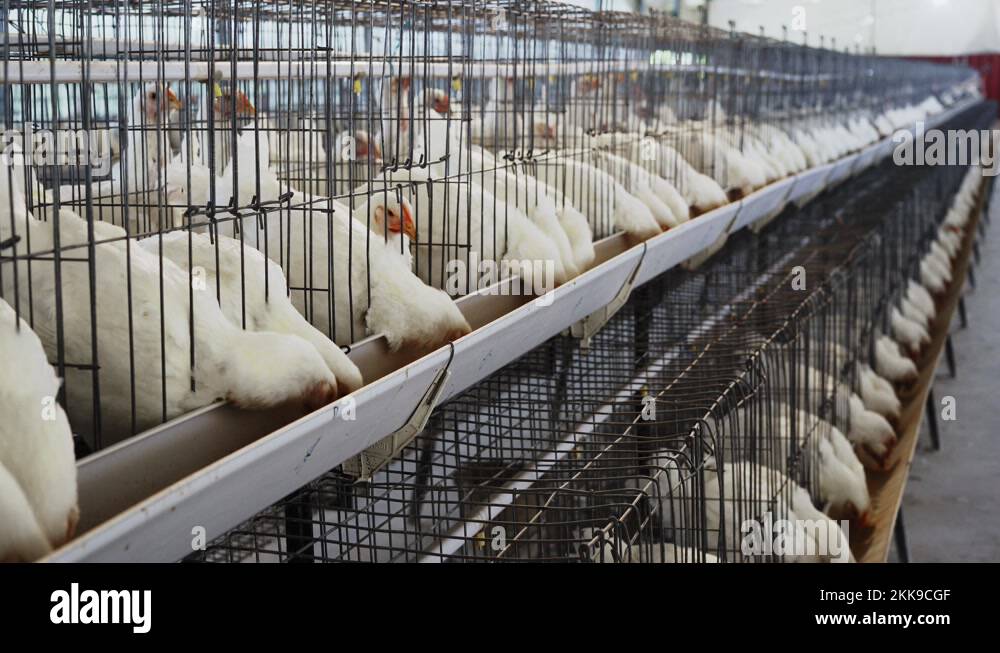 Wide view of broiler chicken breeding Poultry farm eating grain ...
