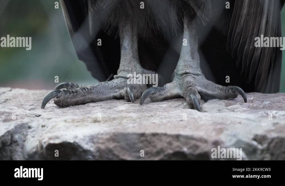 Andean condors peru Stock Videos & Footage - HD and 4K Video Clips - Alamy