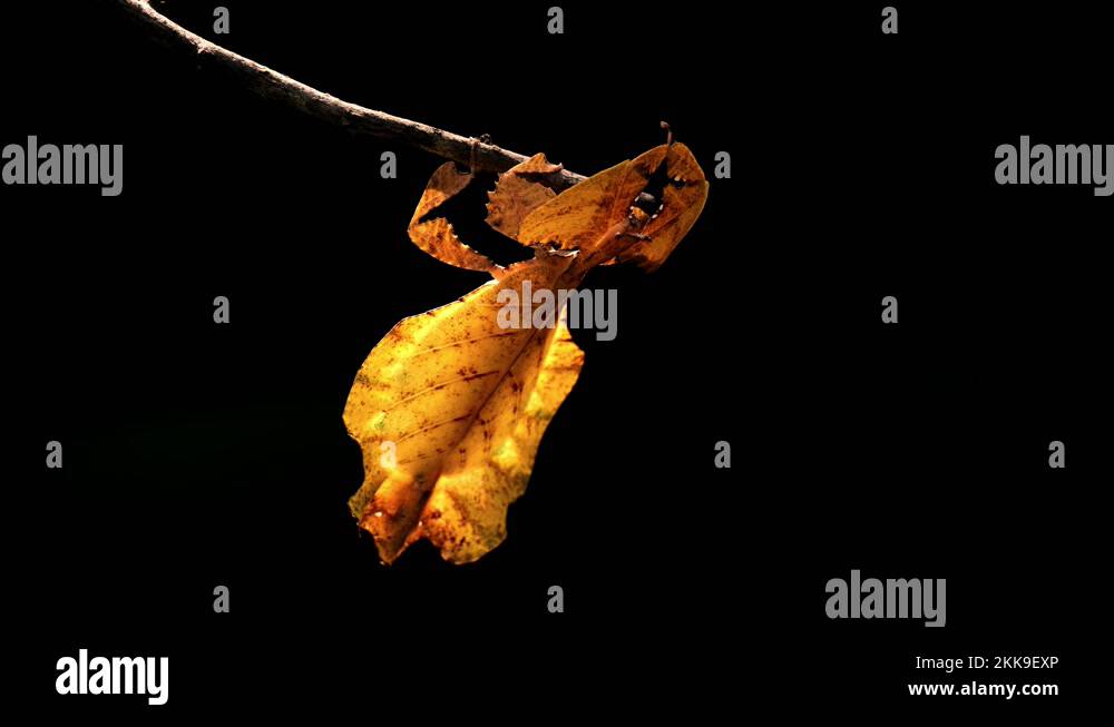 Javanese Leaf Insect, Phyllium pulchrifolium, Female, Yellow Form, 4K ...