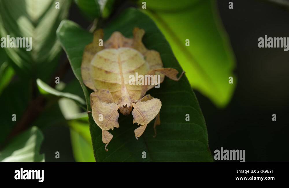 Javanese Leaf Insect, Phyllium pulchrifolium, Female, Yellow Form, 4K ...